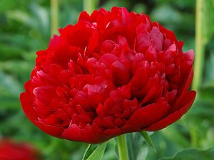 Our range of Peonies | Peony Fields Timaru | New Zealand