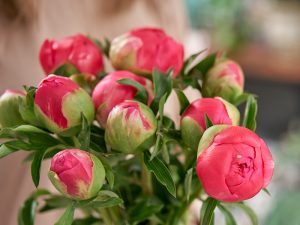 Tubers - Peony Fields Timaru | New Zealand | Peony Fields Timaru | New ...