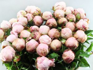 Tubers - Peony Fields Timaru | New Zealand | Peony Fields Timaru | New ...